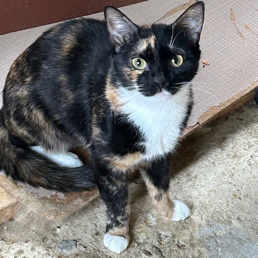 Взрослая, кошка в добрые руки