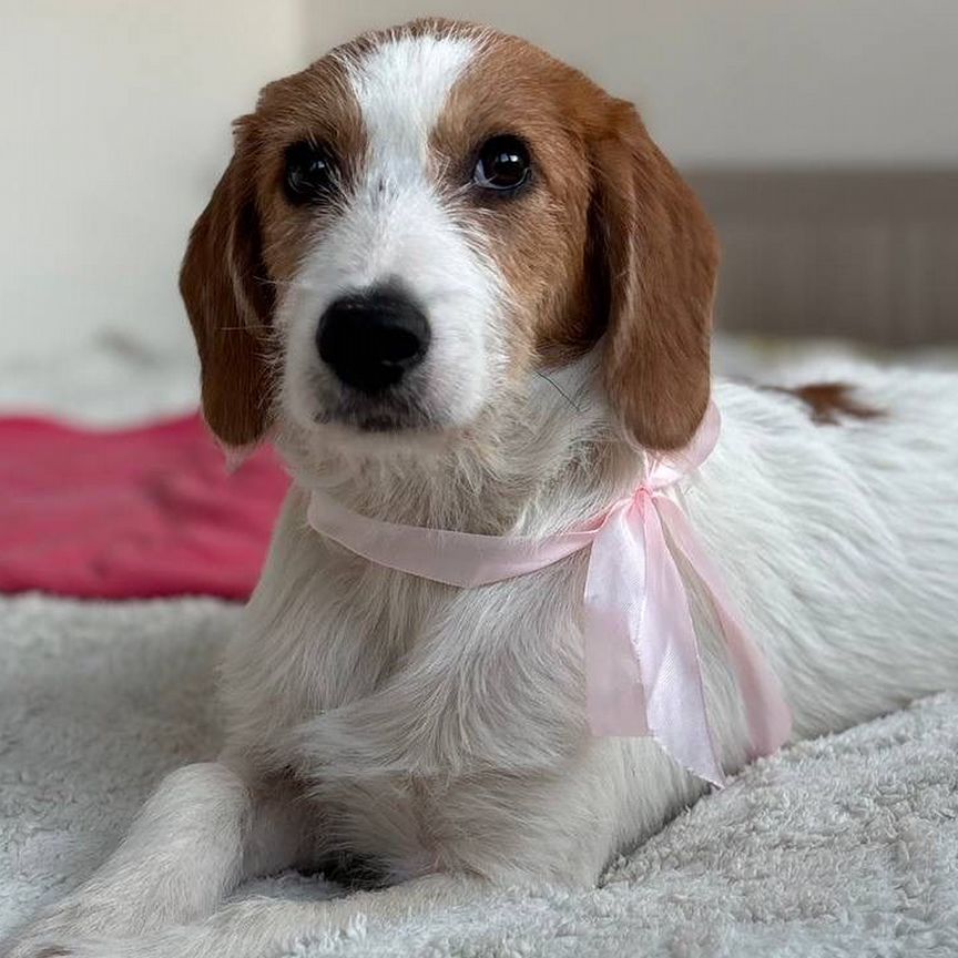 Щенок в добрые руки