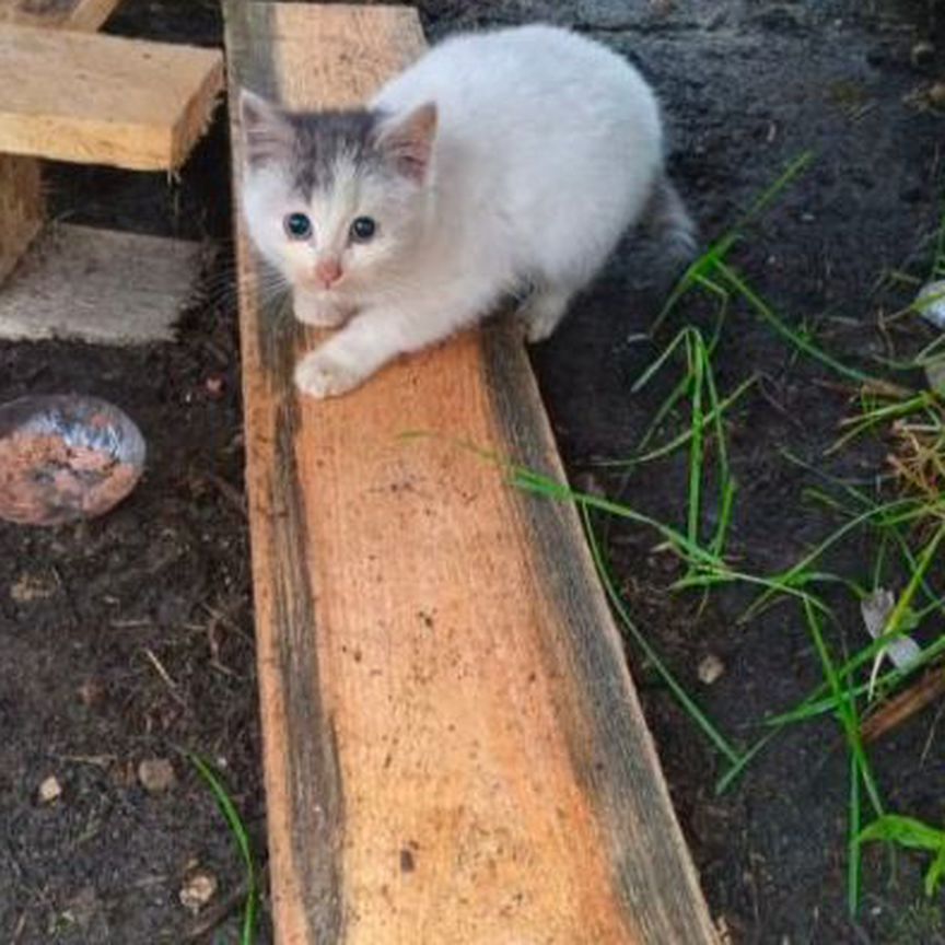 Котёнок в добрые руки