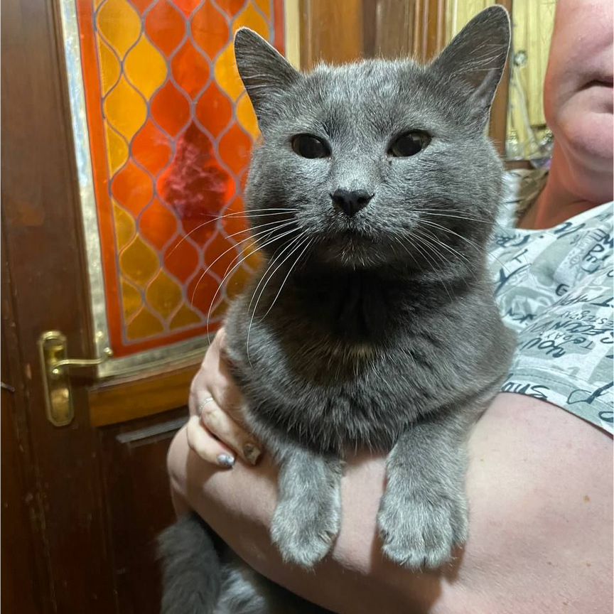 Русский голубой, взрослый кот