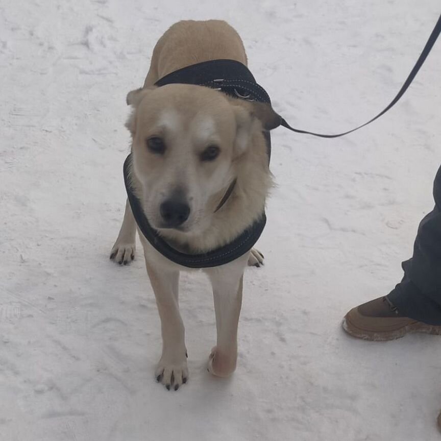 Взрослый пёс в добрые руки