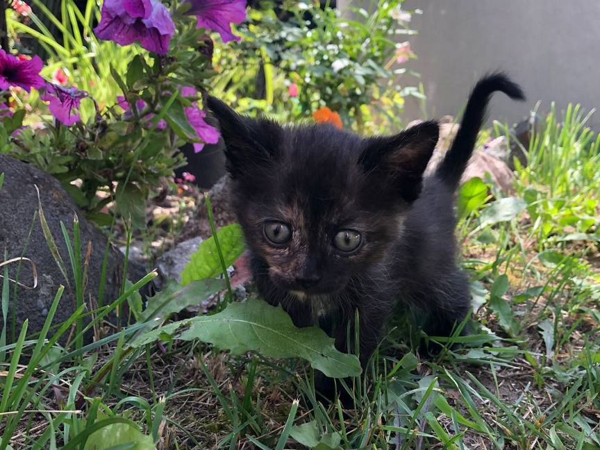 Отдам в добрые руки