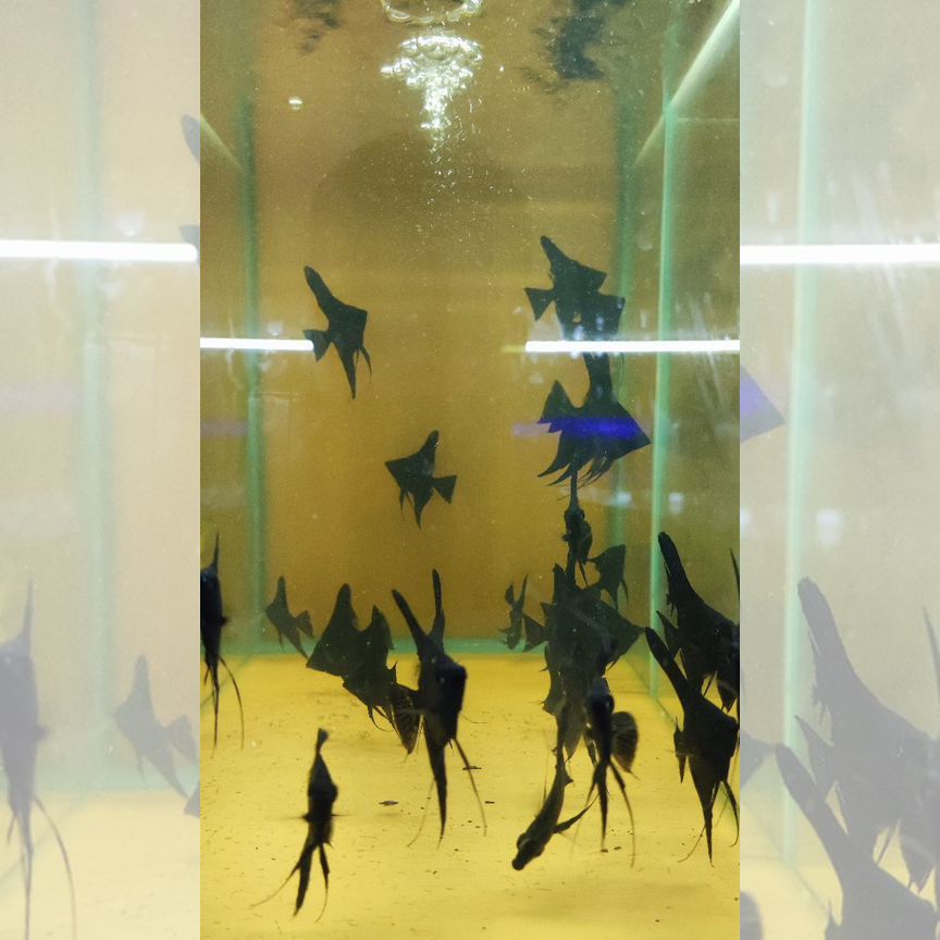 Черные скалярии рыбки в аквариум, магазин