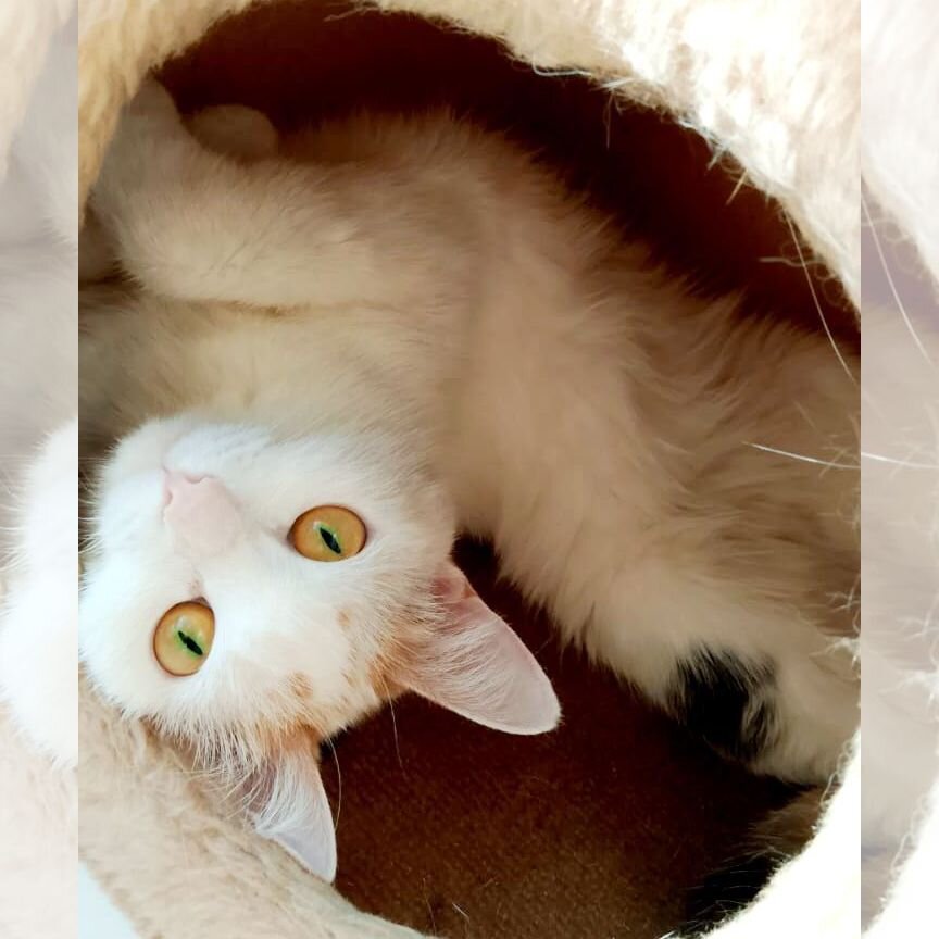 Кошка
