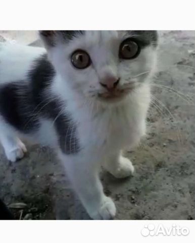 Кошка