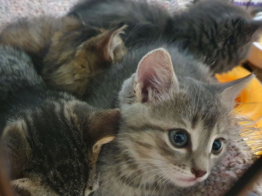 Котята, 1,5-2 мес