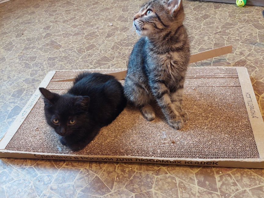 Котята в добрые руки бесплатно