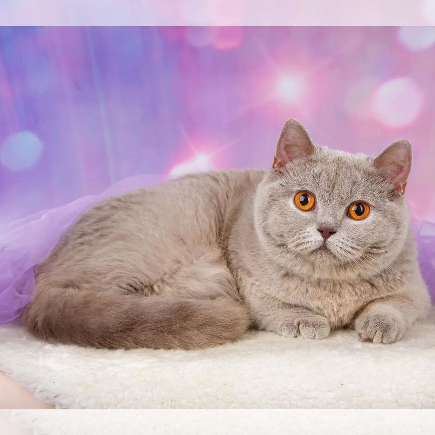 Британская короткошёрстная, взрослая кошка