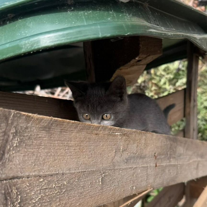 Котёнок в добрые руки