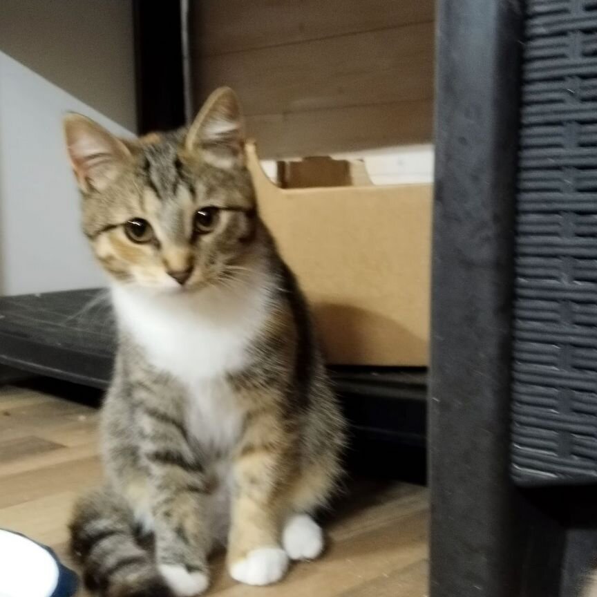 Кошечка Рыся