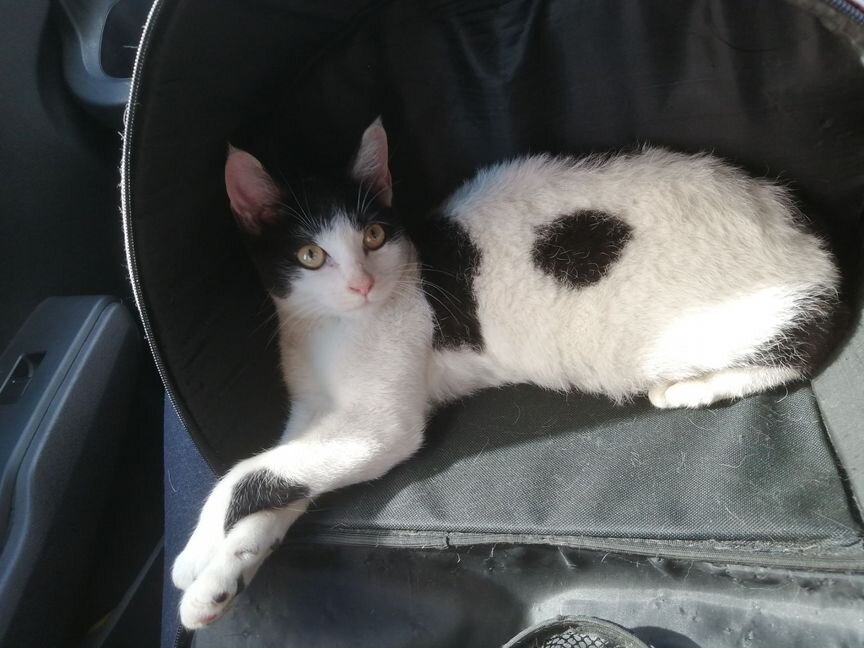 Кошечка 5 месяцев