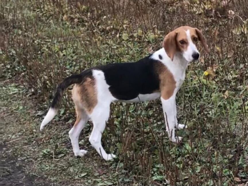 Продается эстонская гончая