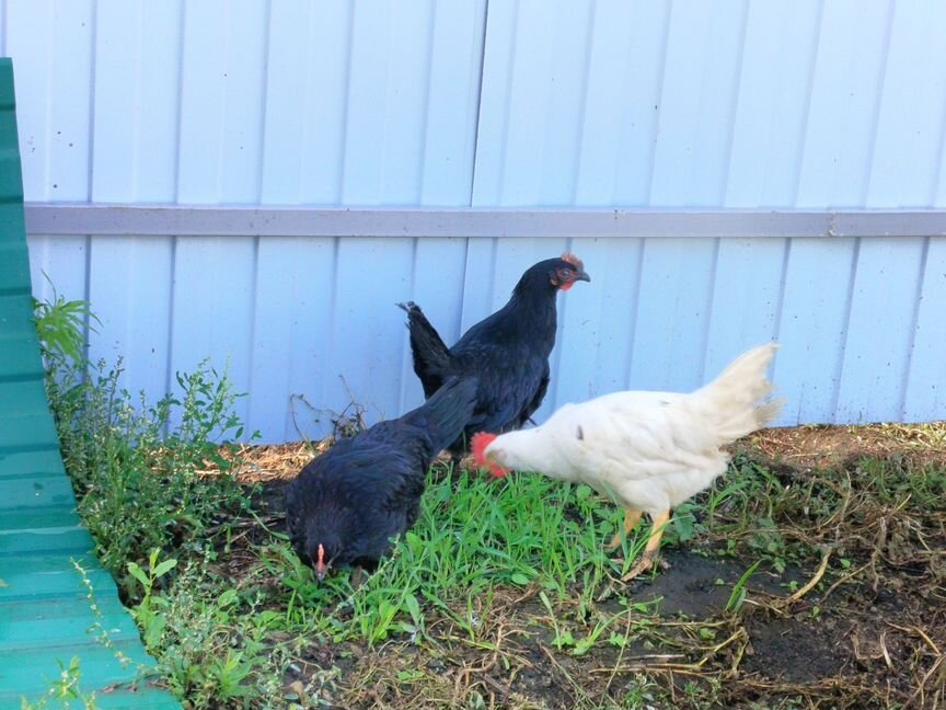 Курочки несушки