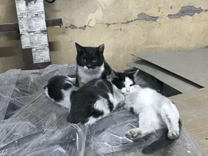 Сделайте доброе дело помогите найти дом котятам