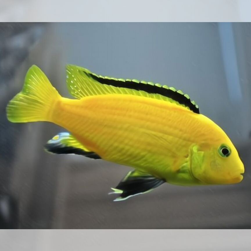 Лабидохромис еллоу