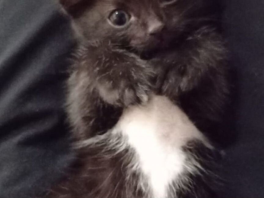 Умница мальчик ищет свою добрую хозяйку