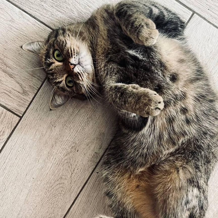 Отдам в добрые руки кошку