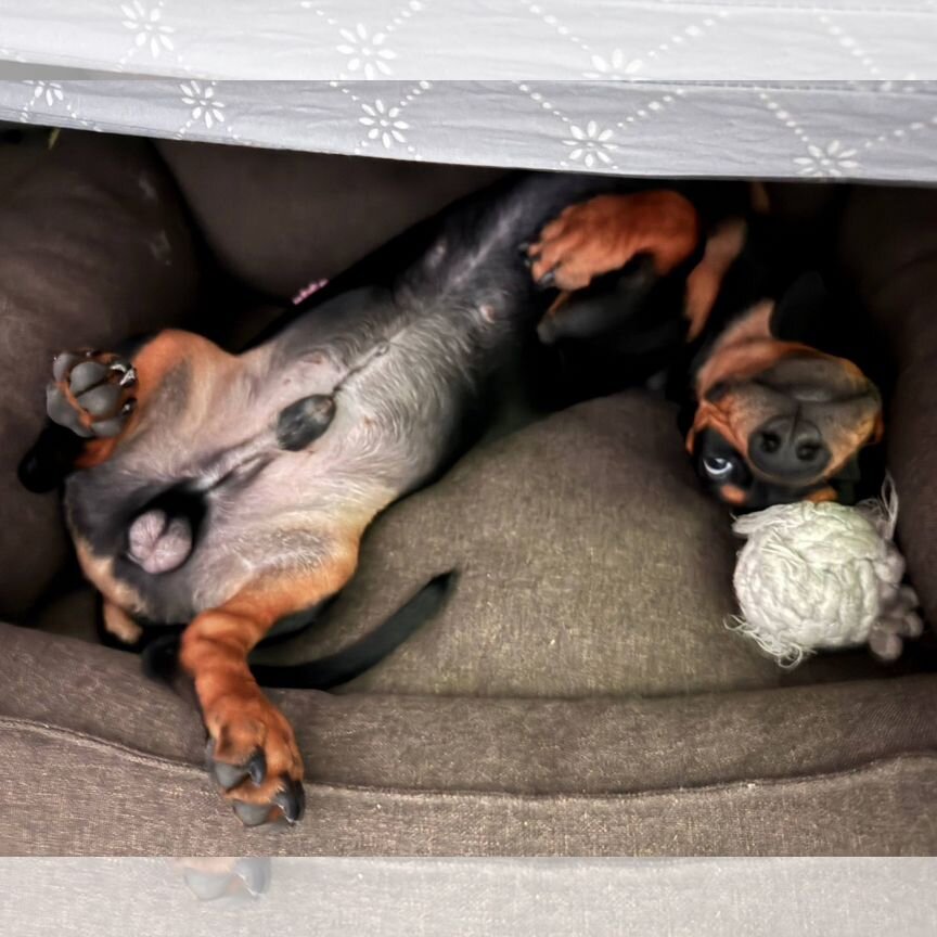 Такса, щенок