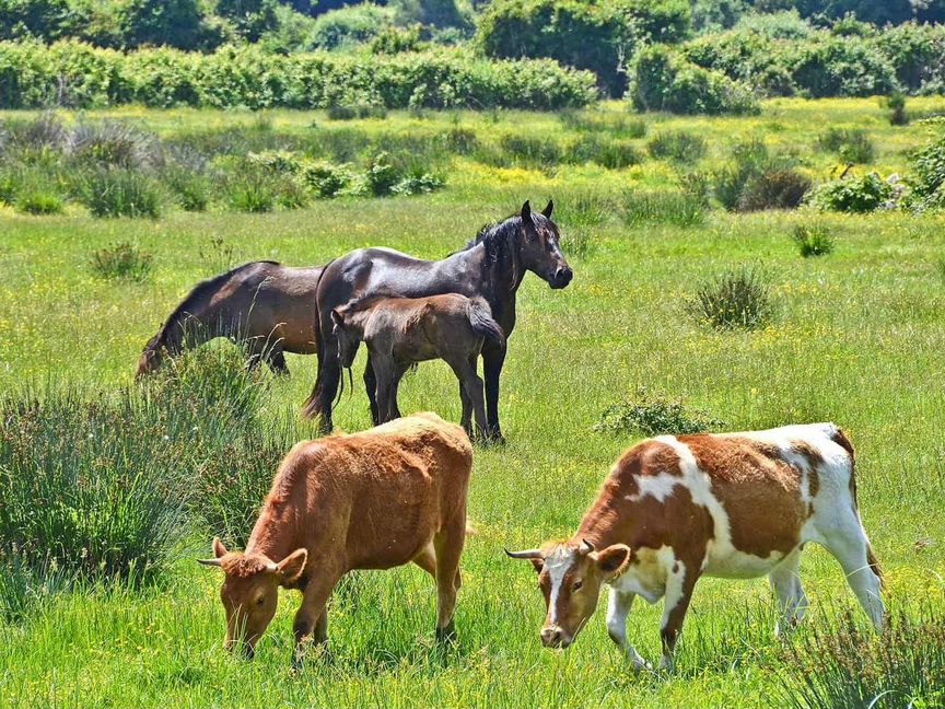 Лошади крс пшеница