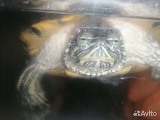 Красноухая черепаха с аквариумом