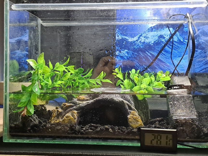 Аквариум для красноухой черепахи