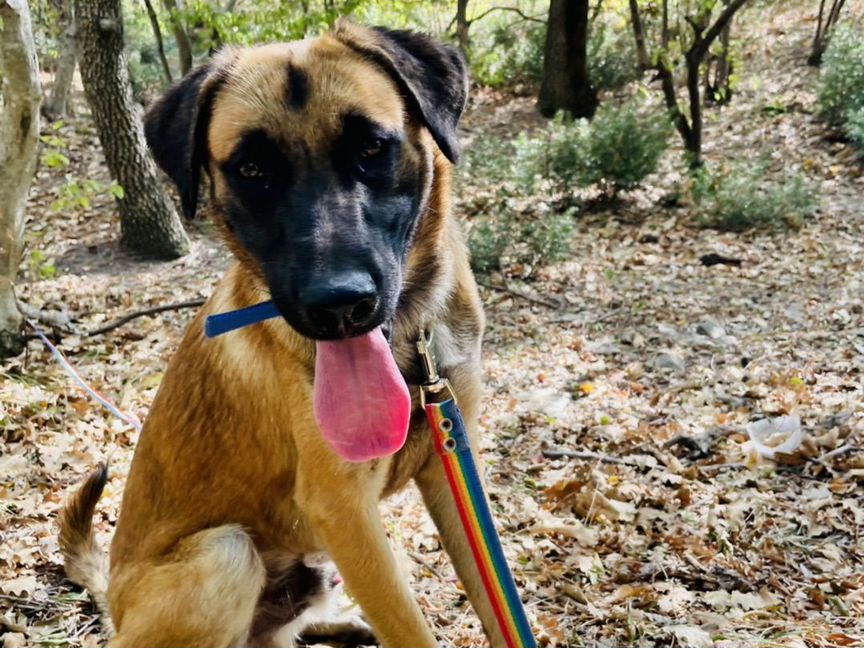 Собака в добрые руки