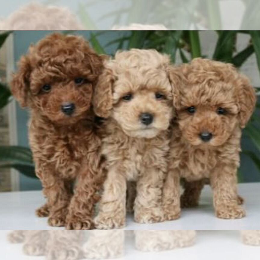 Той-пудель, щенок