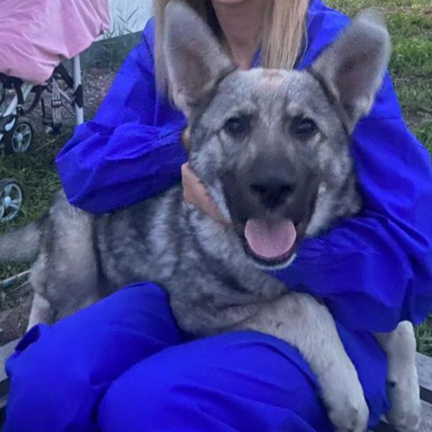 Немецкая овчарка, щенок