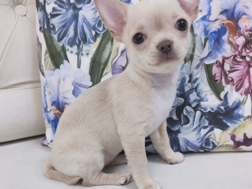 Девочка чихуахуа