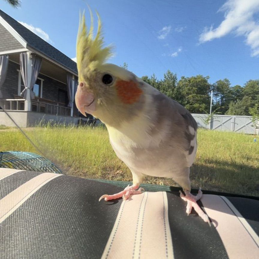 Попугай корелла с клеткой