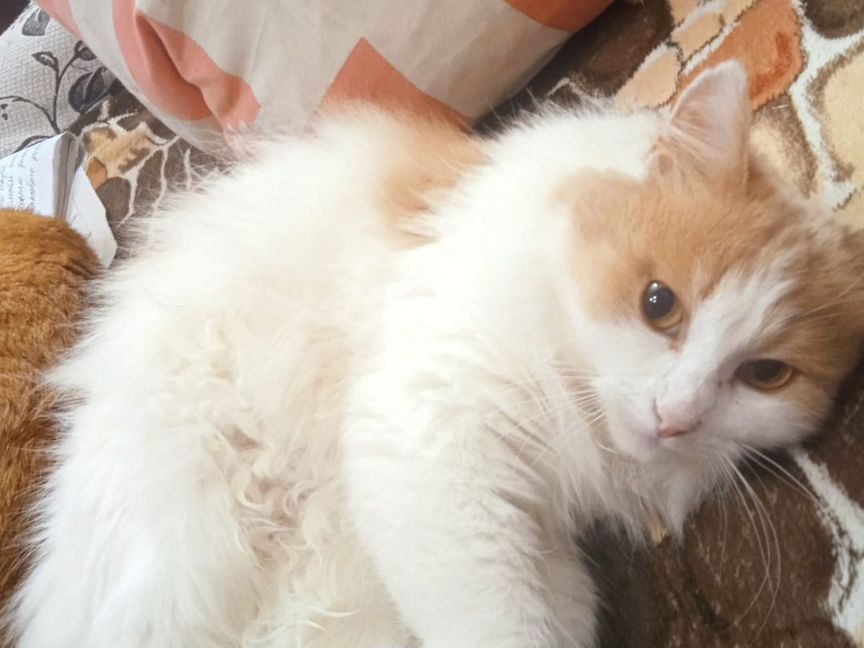 Кошка молоденькая ищет дом