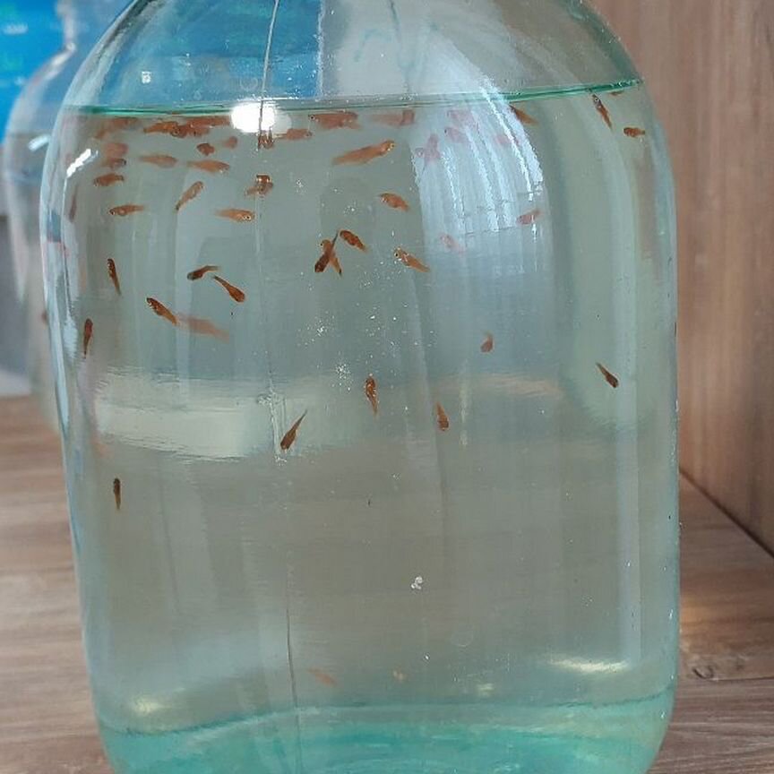 Мальки меченосцев