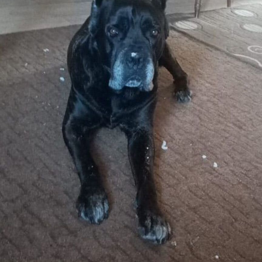 Отдам Кане-Корсо в Добрые Руки