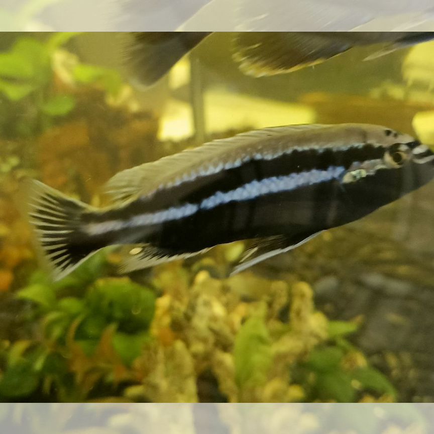 Самец меланохромис золотой, цихлида