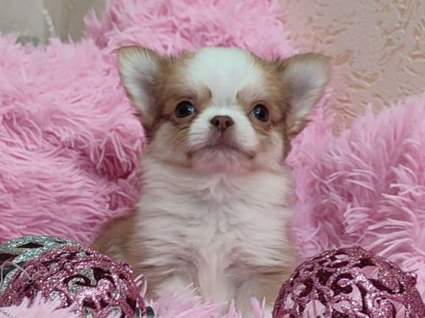 Чихуахуа мини Зайка