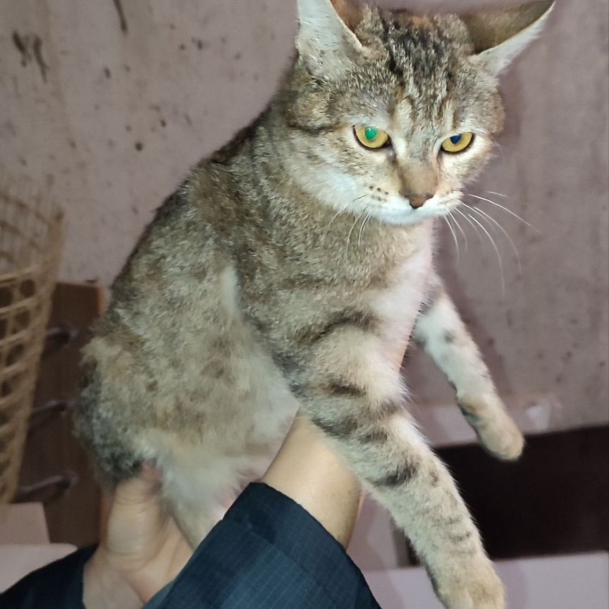 Лекса ищет дом и добрые руки