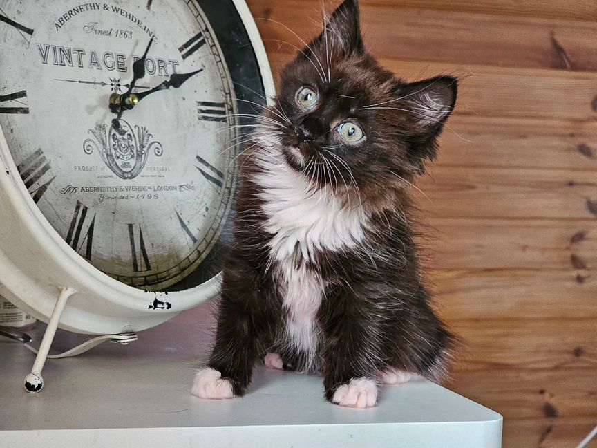 Котёнок Амур 2 мес. В квартиру. Привезём