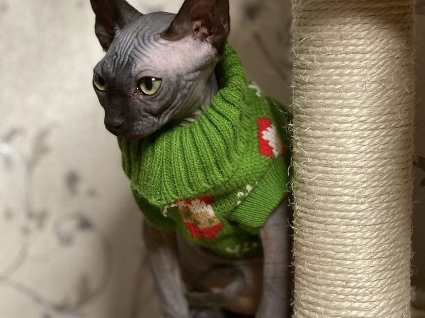 Костюм для Сфинкса Котёнка Новогодний