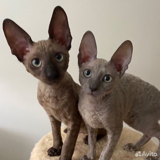 Корниш-рекс котята с документами, 3 мес