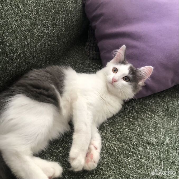 Котенок помесь сибирской кошки