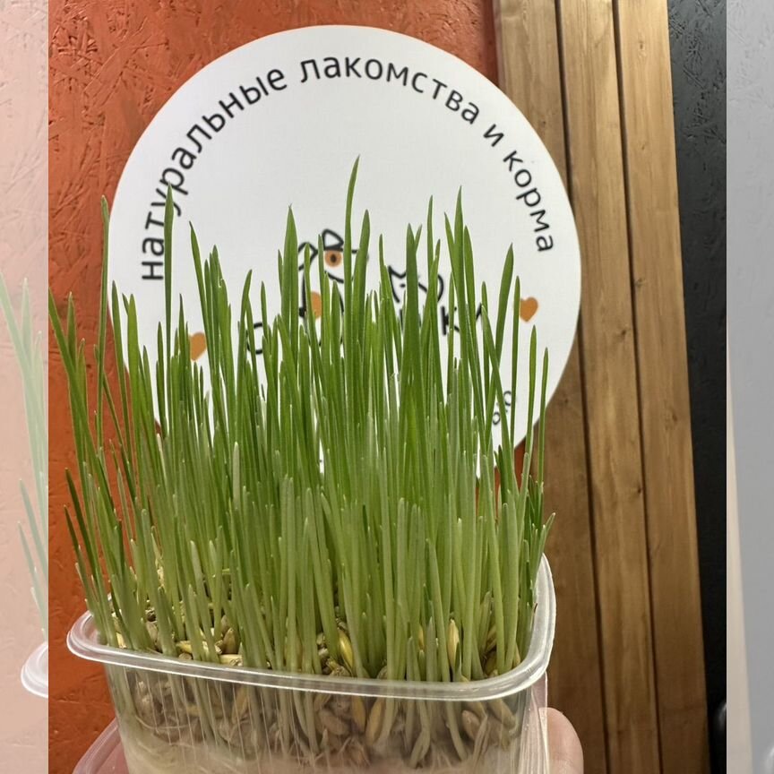Трава для кошек