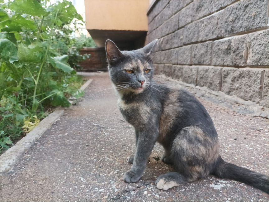 Выброшенный котёнок бегает за людьми