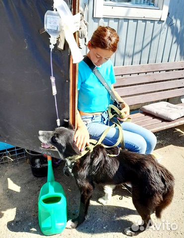 Черныш почти при смерти, нужна помощь. панкреатит