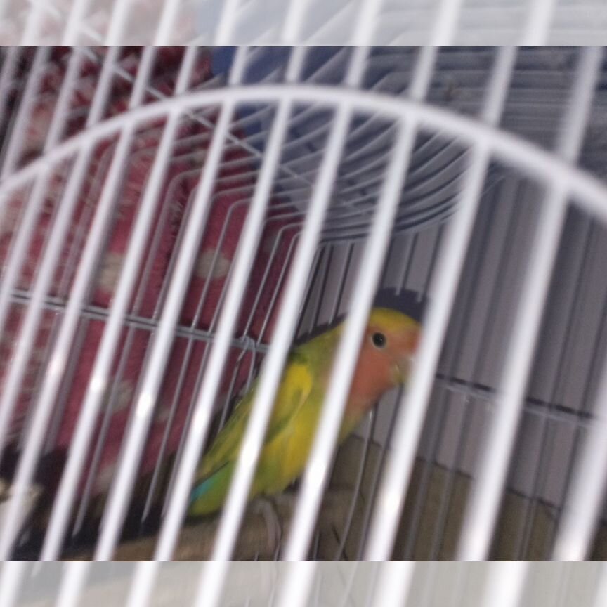 Неразлучник