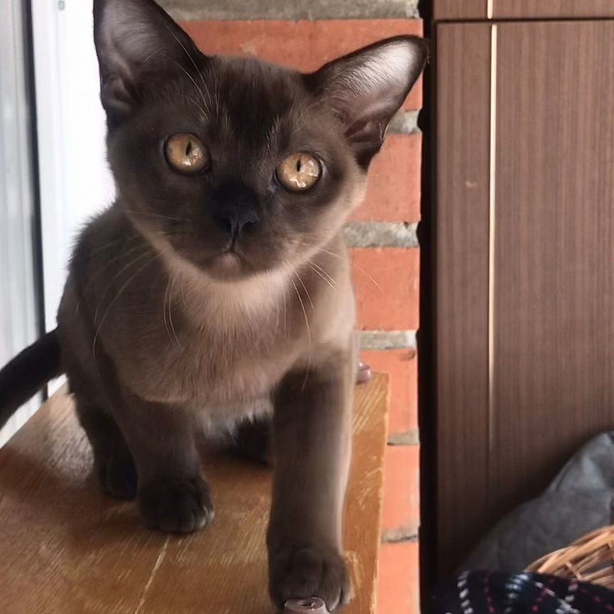 Европейский бурманский котёнок