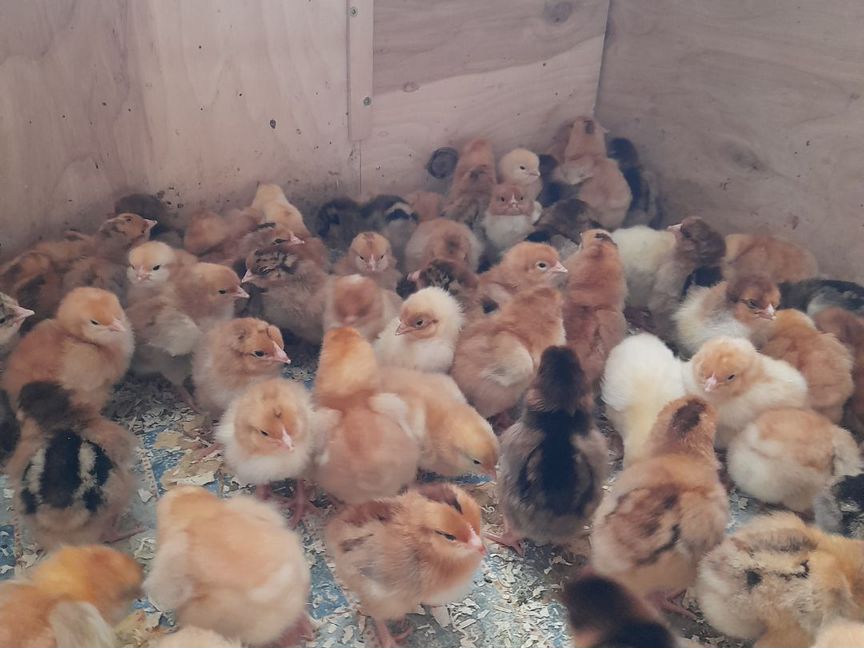 Домашние цыплята, инкубационное яйцо