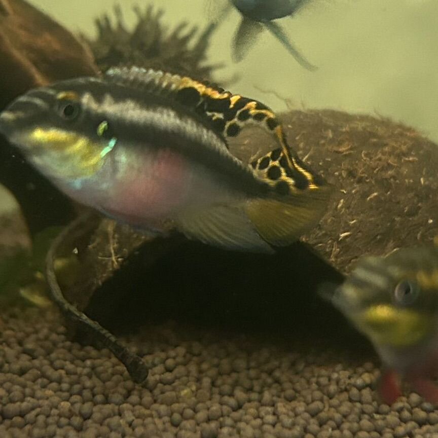 Пара рыбок Пельвикахромис