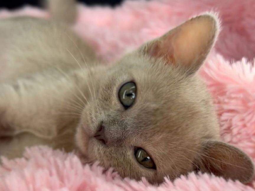 Бурманская лиловая девочка