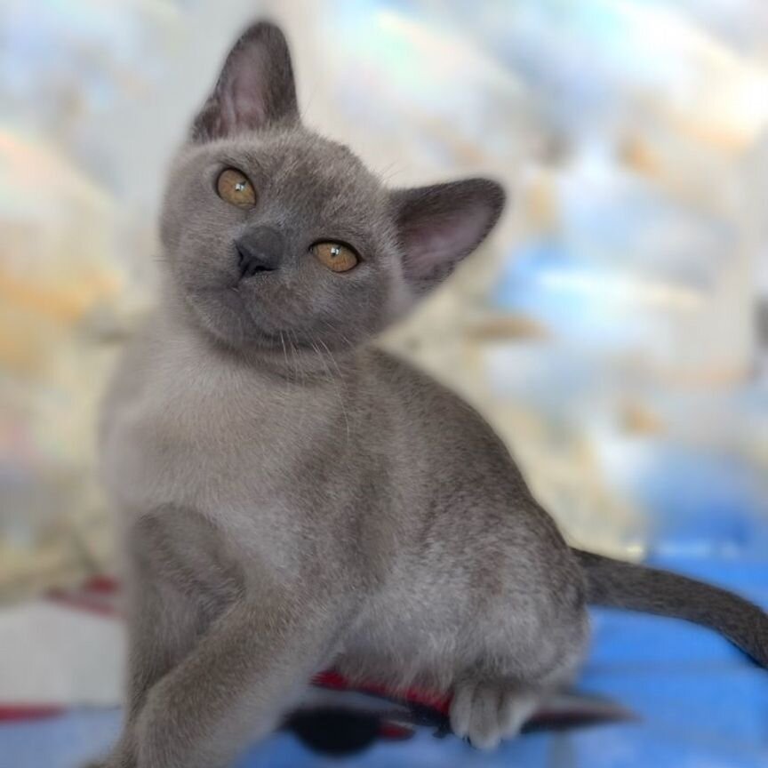 Котенок мальчик бурма