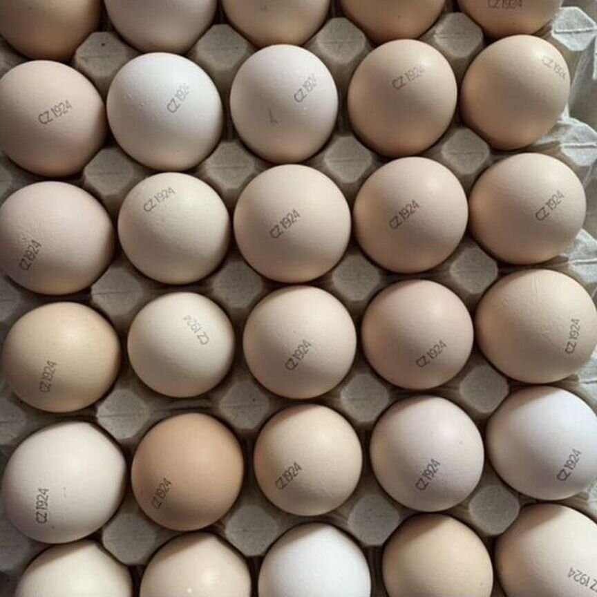 Яйца бройлера инкубационные росс 308